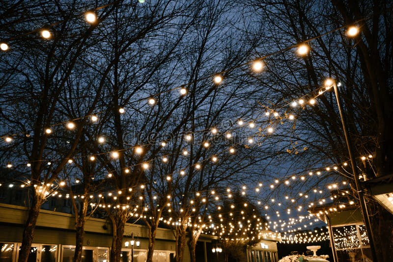 Outdoor String Lights Twinkling in Tree Canopy at Night Stock Image ...