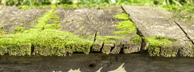 Outdoor Table in the Garden or Backyard,moss on Table, Close-up Stock ...