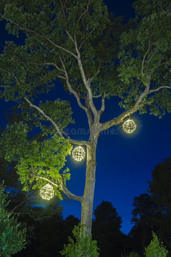 Outdoor Tree with Decorated Circular Lights and Night Blue Sky Stock ...