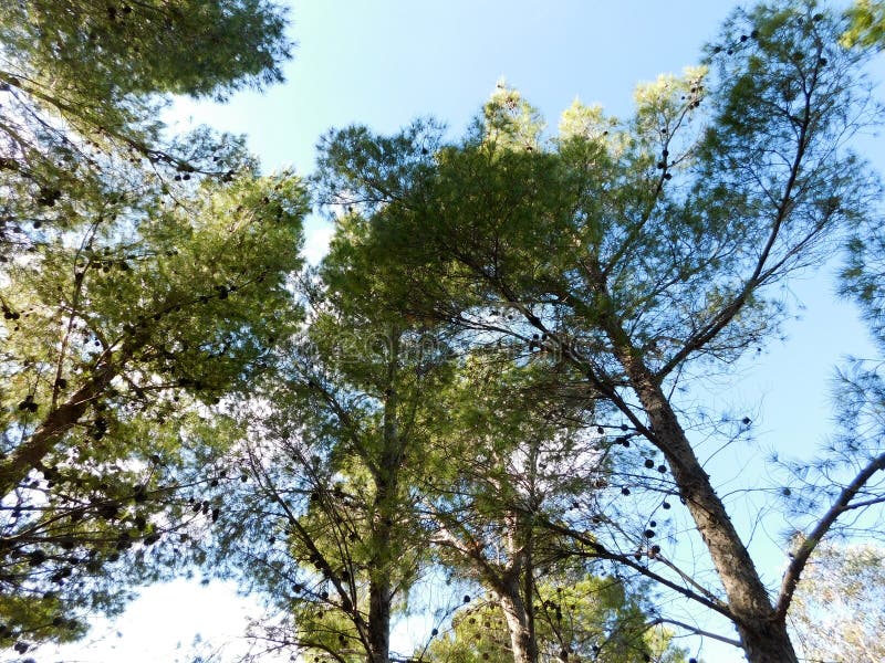 Outdoor tree stock photo. Image of tropical, hill, greenery - 104496230