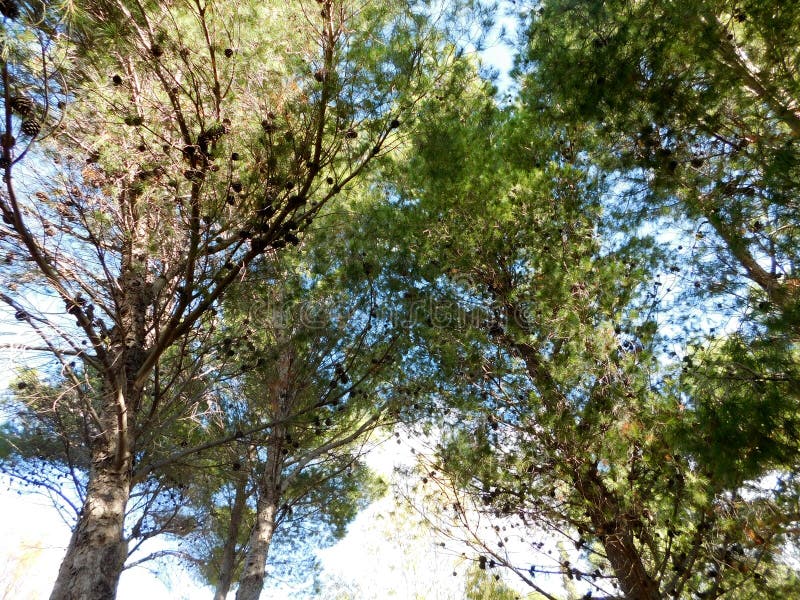 Outdoor tree stock photo. Image of bright, vegetation - 104496354