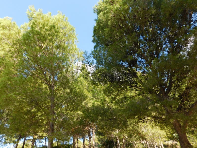 Outdoor tree stock image. Image of tropical, vegetation - 104496251