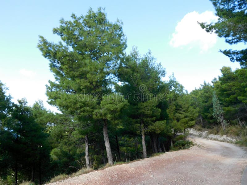 Outdoor tree stock image. Image of wood, tropical, natural - 104496267
