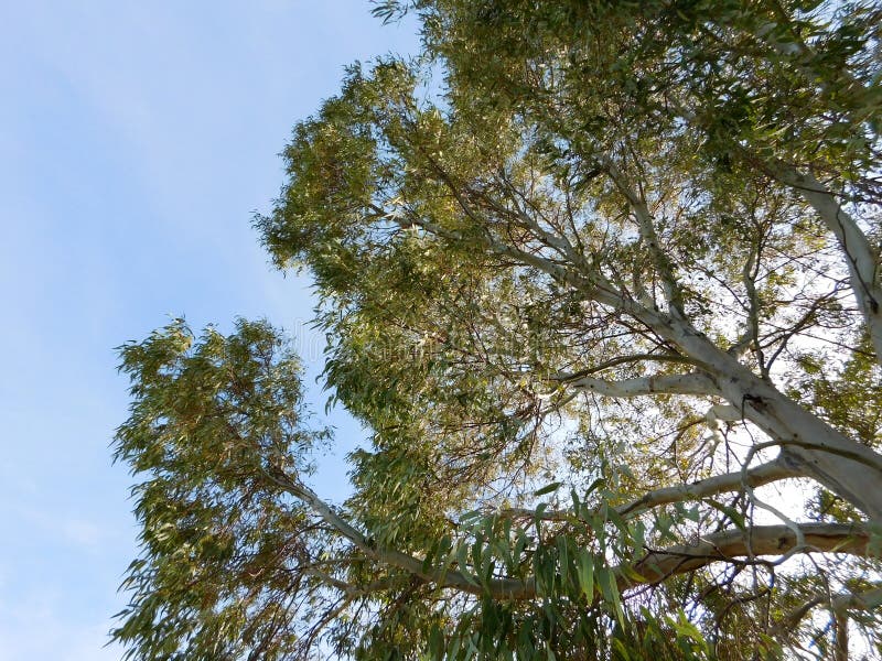 Outdoor trees stock photo. Image of olive, nature, trees - 70312664