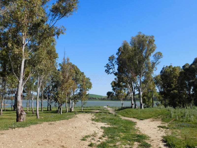 Outdoor trees stock photo. Image of beauty, spring, green - 70312810