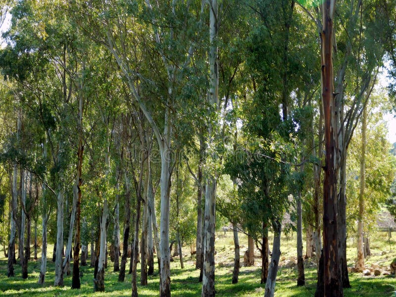 Outdoor trees stock image. Image of outdoor, grass, scenic - 70313033