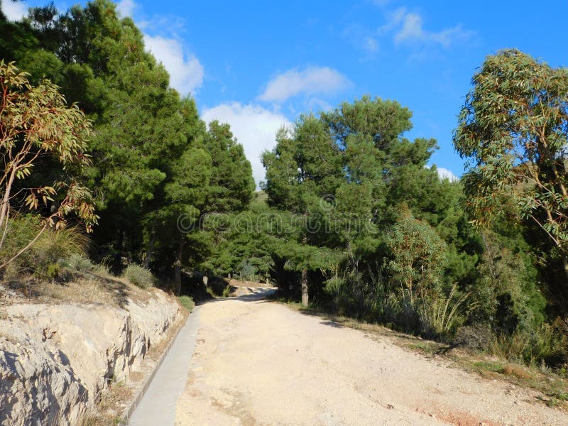 Outdoor trees stock photo. Image of grass, outdoors, ground - 72801898