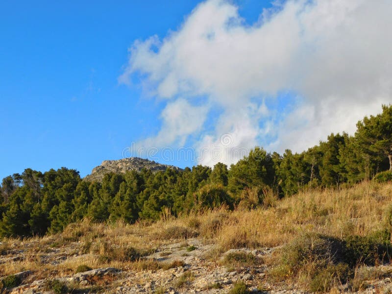 Outdoor trees stock image. Image of landscape, scene - 72801937