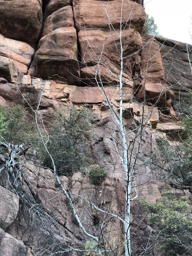 Outdoor trees stock image. Image of white, tree, trees - 111283887