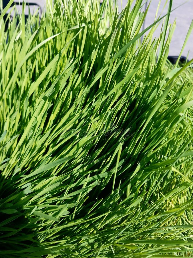 Outdoor Wheat Green Grass 4k Stock Image - Image of amazing, glow: 86266429