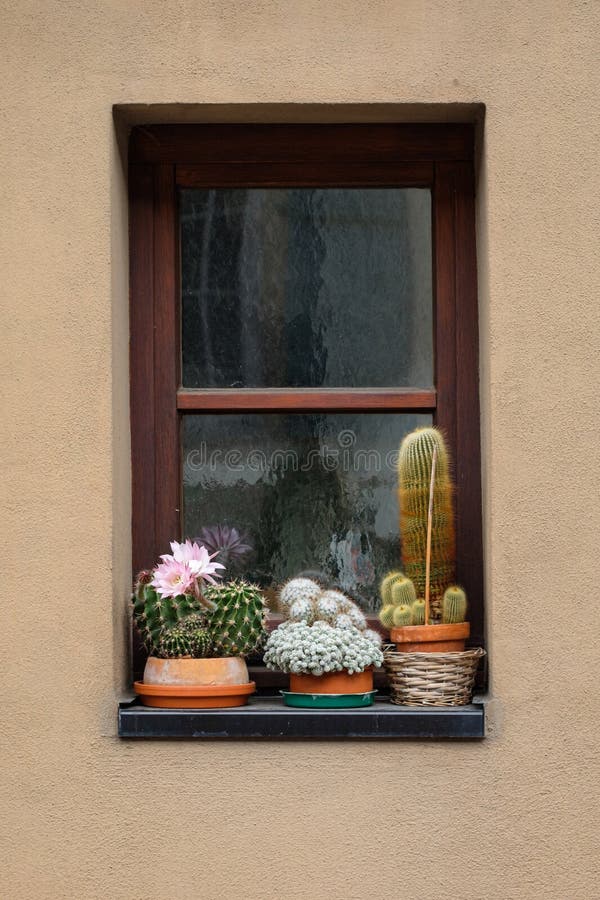 Outdoor Window with Collection of Cacti Stock Photo - Image of ...