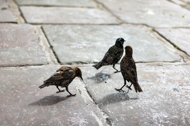 Birds of London Parks and Lakes Stock Image - Image of park, ducks ...