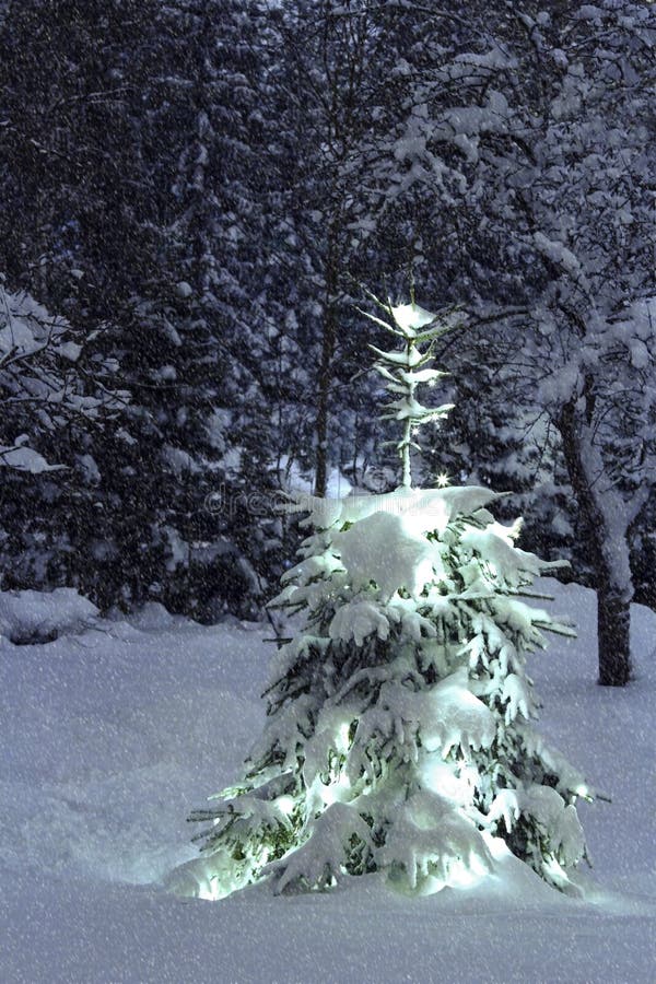 Outdoors Christmas Tree in Snowfall Stock Image - Image of outdoor ...