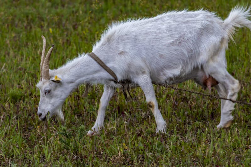 White Goat Grazes on Green Lawn. Outdoors, Day Light Front View Stock ...
