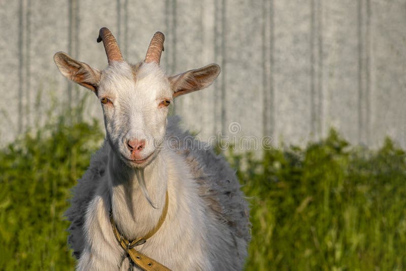 Goat on Green Summer Meadow. Front View Stock Photo - Image of hairy ...