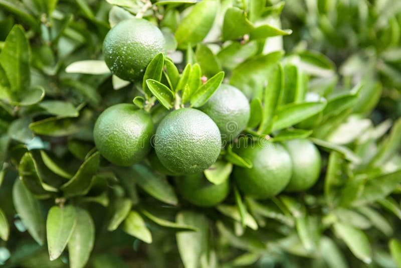 Seedless tangerine tree - vintfruit