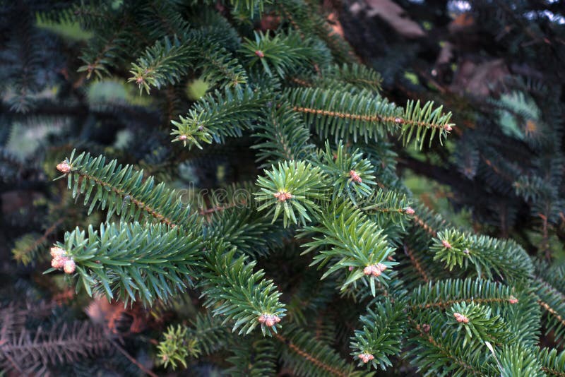 Outdoors spruce background stock photo. Image of close - 101173568
