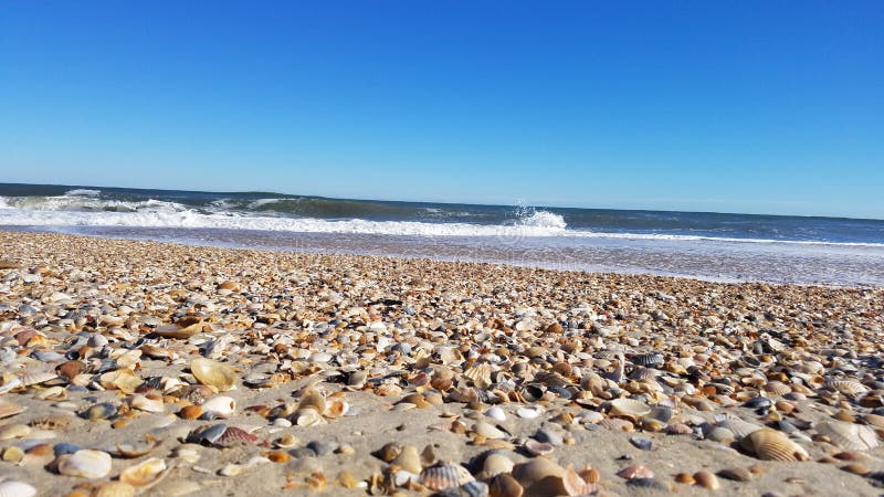 Outer Banks beach shells stock image. Image of beach - 131995865