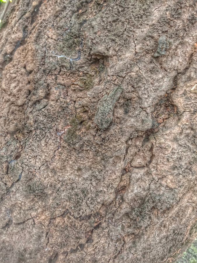 The Outer Bark of the Mango Tree Stock Image - Image of skin, outer ...