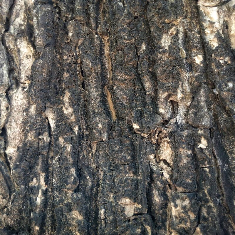 Outer Bark of Wild Trees in the Forest Stock Image - Image of trees ...