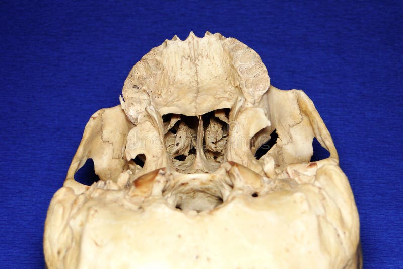 The Outer Base of a Real Human Skull Stock Photo - Image of gothic ...