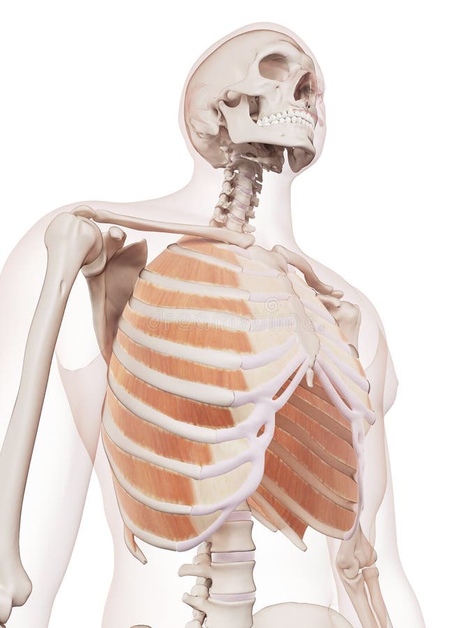 The outer intercostals stock illustration. Illustration of white - 57548500