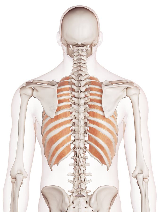 Anatomical Overlays of the Torso - Backside Stock Illustration ...