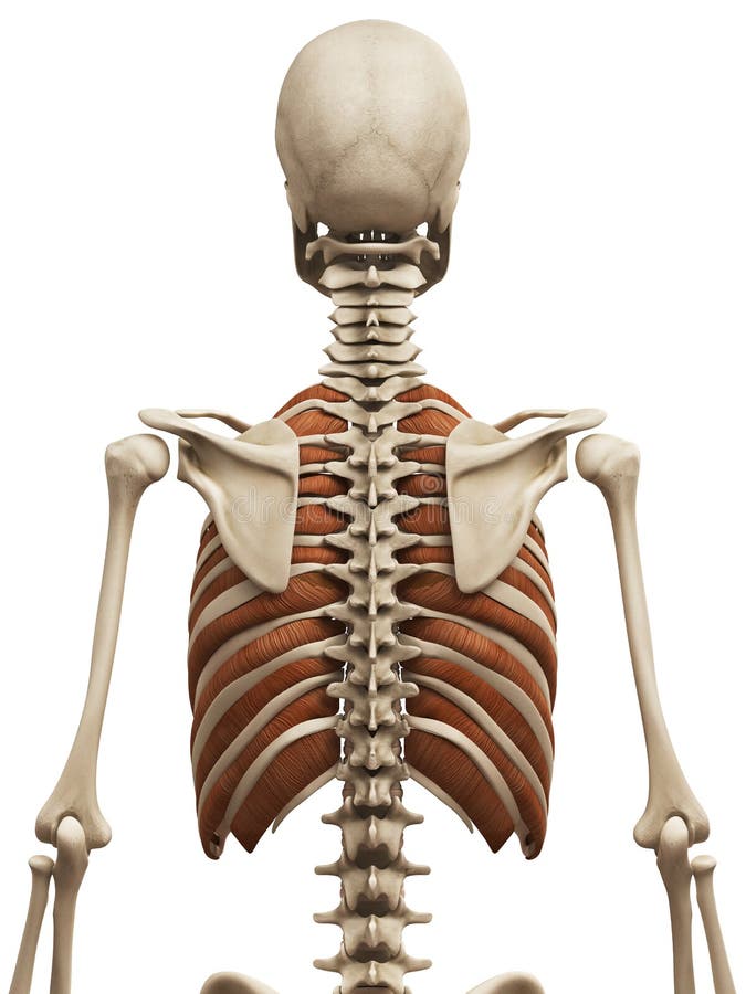 The outer intercostals stock illustration. Illustration of graphic ...