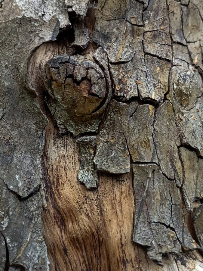 The Outer Layer of Dead Guava Tree Bark Stock Photo - Image of outer ...