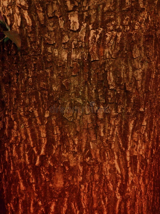 The Outer Layer of Stems and Roots of Woody Plants Stock Image - Image ...