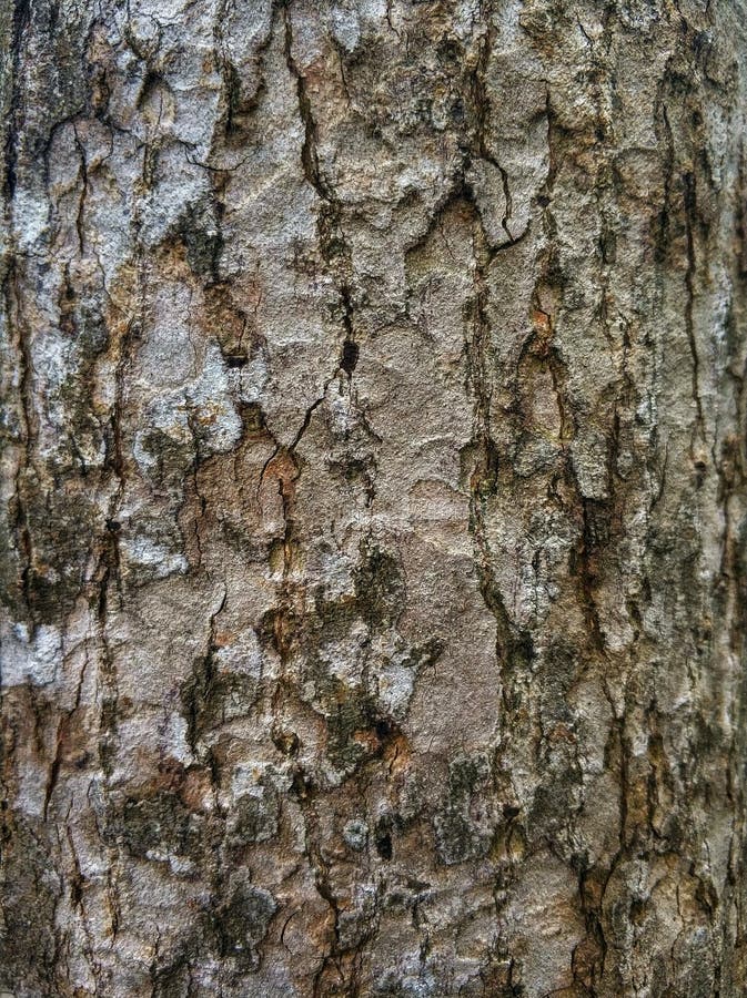 Outer Layer of Teak Tree Bark Stock Photo - Image of forest, teak ...