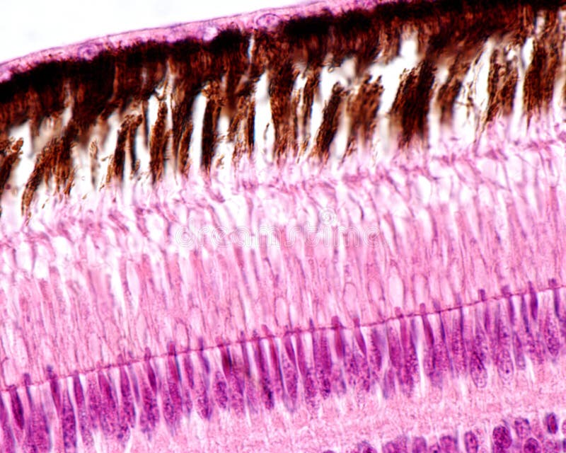 Outer layers of retina stock photo. Image of histology - 303600566