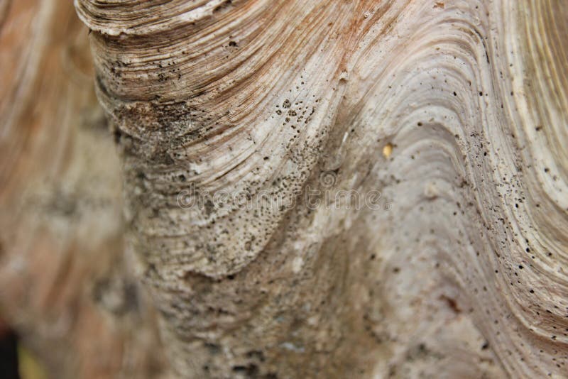 Outer pattern of shell stock image. Image of hard, reptile - 99599869