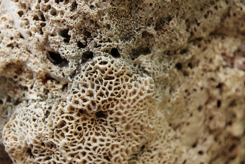 Outer pattern of shell stock photo. Image of specific - 99599886