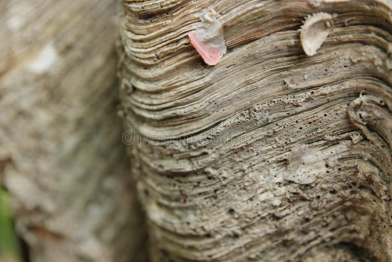 Outer pattern of shell stock image. Image of specific - 99599923