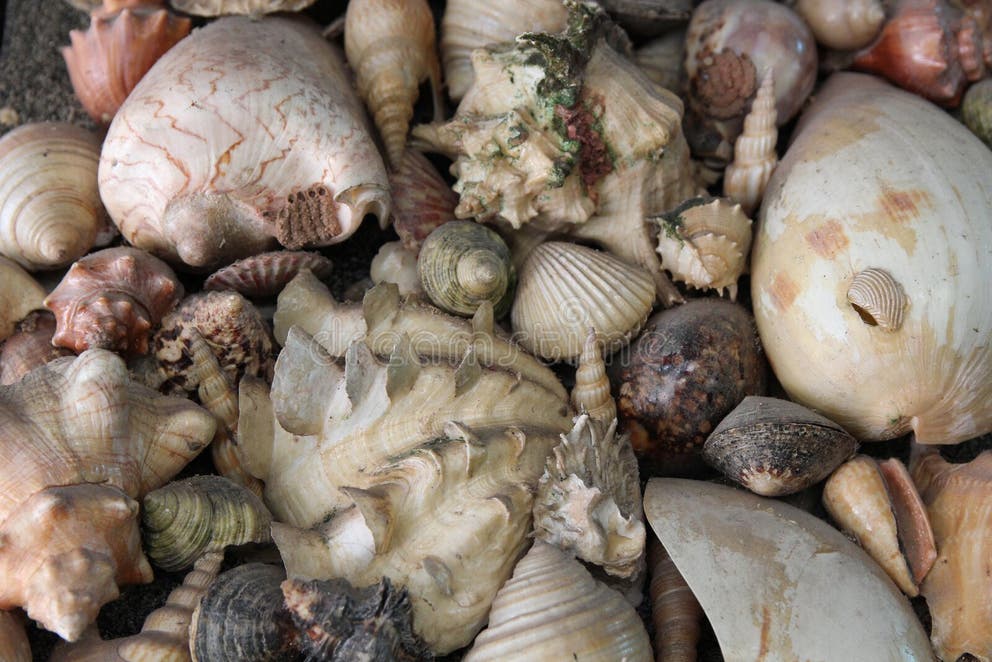 Outer pattern of shell stock photo. Image of outer, pattern - 99599994