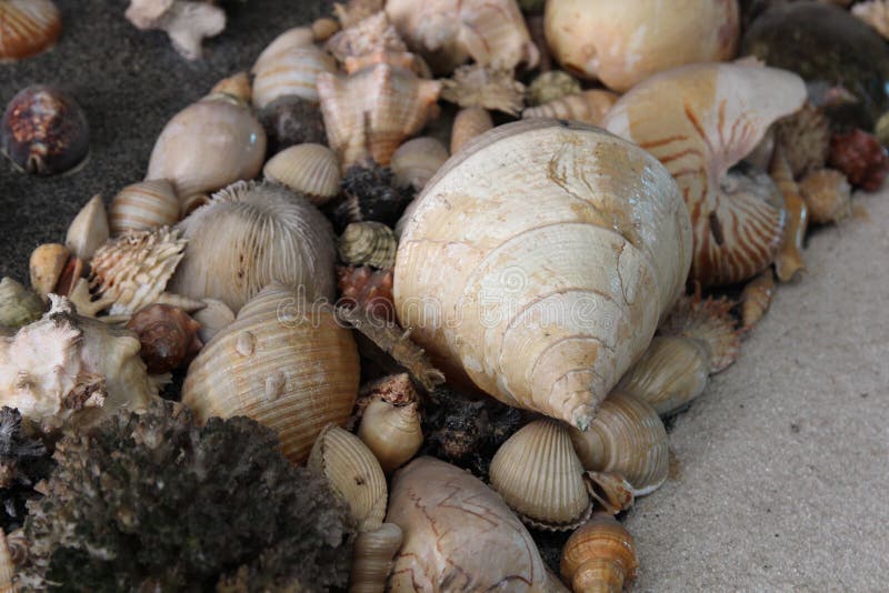 Outer pattern of shell stock image. Image of texture - 99600053