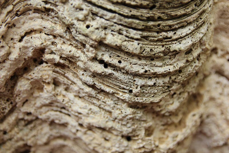 Outer pattern of shell stock photo. Image of surface - 99599856