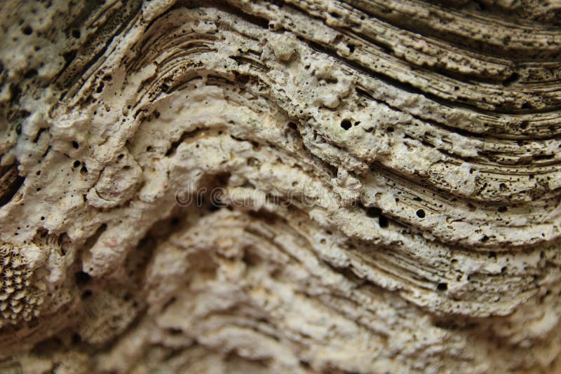 Outer pattern of shell stock image. Image of shell, outer - 99599859