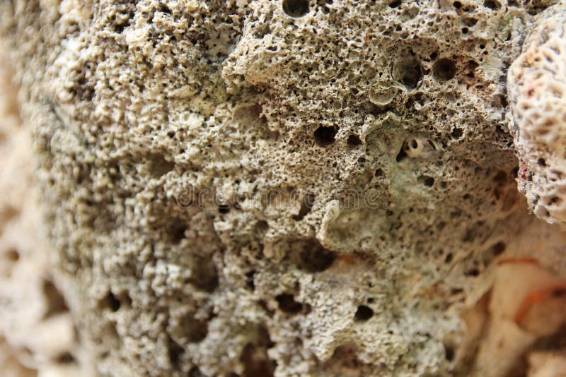 Outer pattern of shell stock photo. Image of surface - 99599902