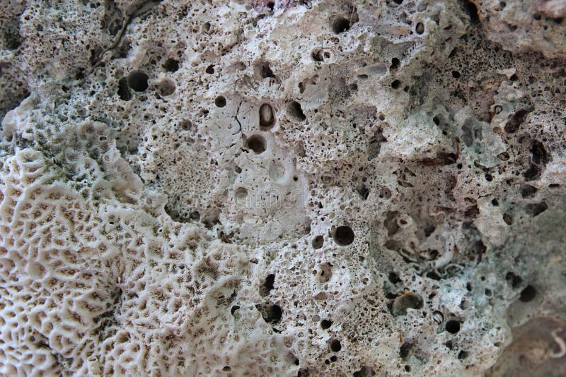 Outer pattern of shell stock photo. Image of specific - 99599930