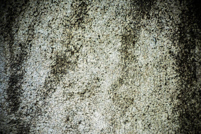 Outer Peel of Orange Seed Under a Light Microscope Stock Image - Image ...