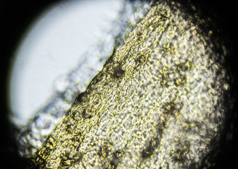 Outer Peel of Orange Seed Under a Light Microscope Stock Photo - Image ...