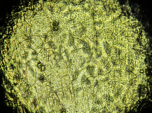 Outer Peel of Orange Seed Under a Light Microscope Stock Photo - Image ...