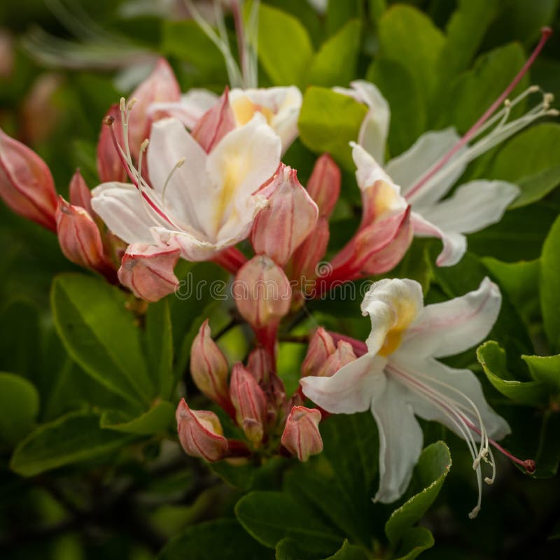 Outer Pink Petals of Azalea Blooms before they Open Stock Image - Image ...