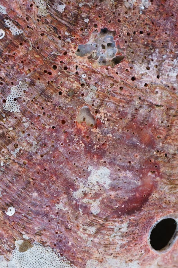 Outer shell of abalone stock photo. Image of shellfish - 260122226