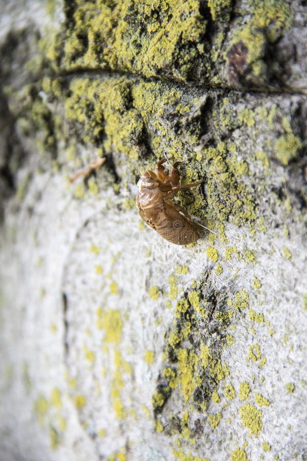 Outer Shell of a Bug on a Tree Stock Photo - Image of wall, skin: 163680634