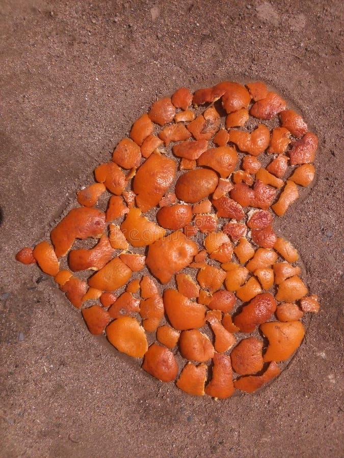 Outer Shell of Orange Spread Over the Ground Stock Image - Image of ...