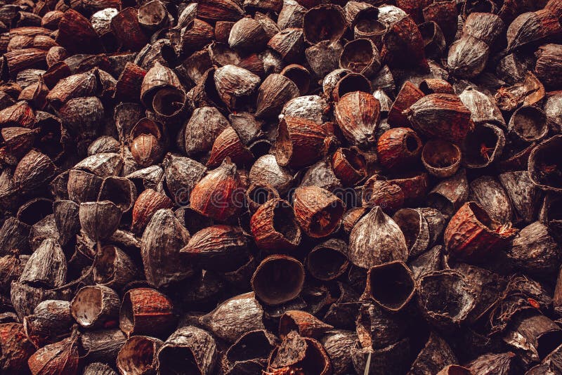 109 Cacao Shells Stock Photos - Free & Royalty-Free Stock Photos from ...