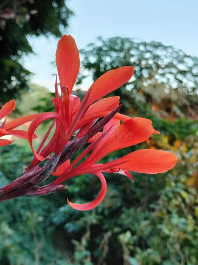 The outer side of flower stock image. Image of beautiful - 259804219